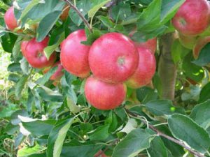 Red Idared ® - Kiefer Obstwelt