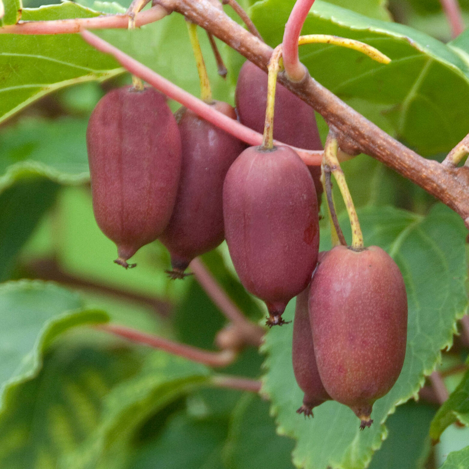 Arguta-Kiwi 'Red Jumbo' - Kiefer Obstwelt
