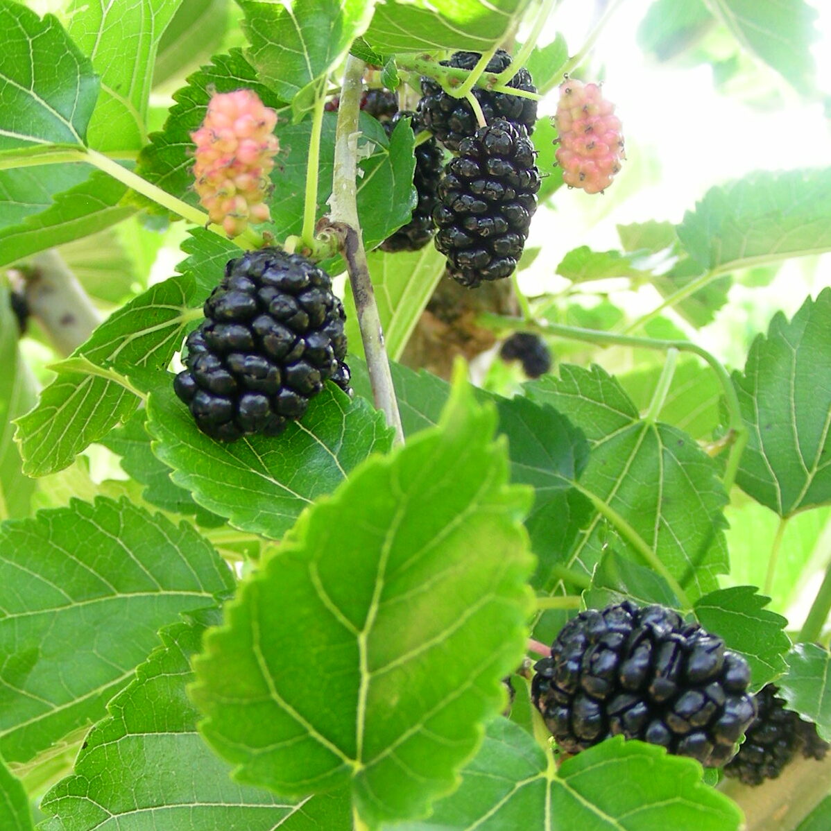 Maulbeere, schwarz 'Mora' (Morus nigra) - Kiefer Obstwelt